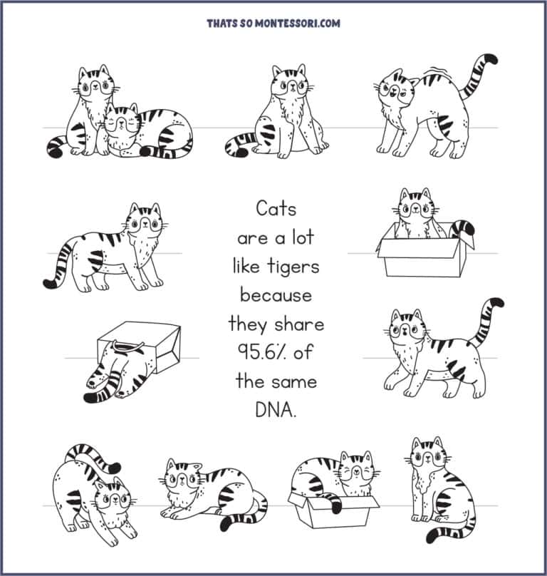33 Cat Facts for Kids: Fascinating Insights about Felines - That's So ...