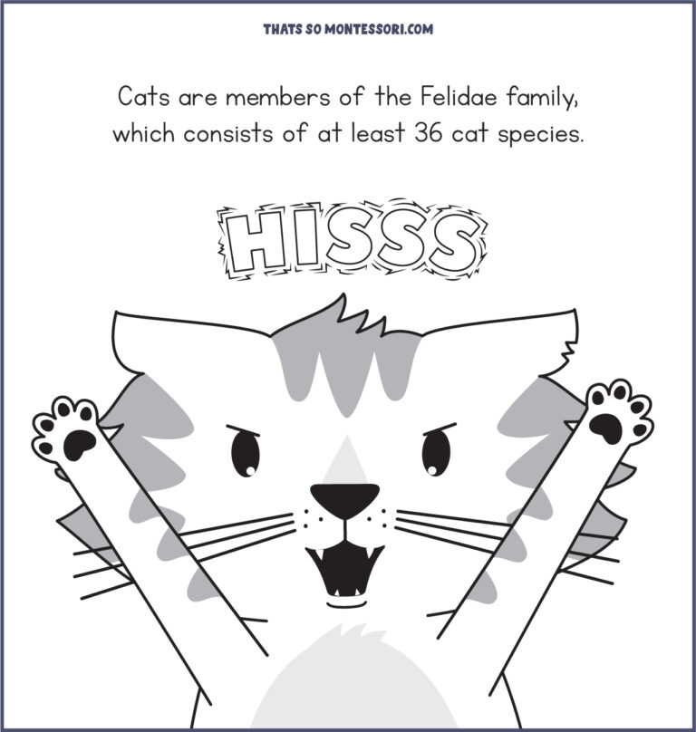 33 Cat Facts for Kids: Fascinating Insights about Felines - That's So ...